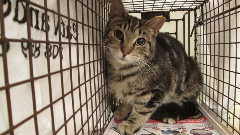 TNR – Catvando.org