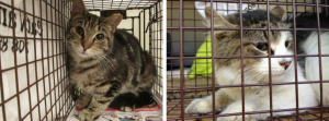 TNR – Catvando.org