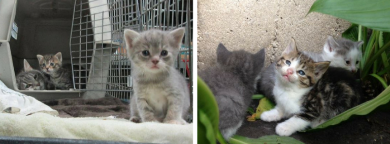 TNR – Catvando.org