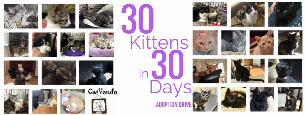 cropped-30cats30days.png – Catvando.org